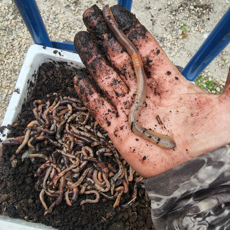 Live Bait - Frozen - Custom Tackle Montana - Leech Freak – Leech Freak ...