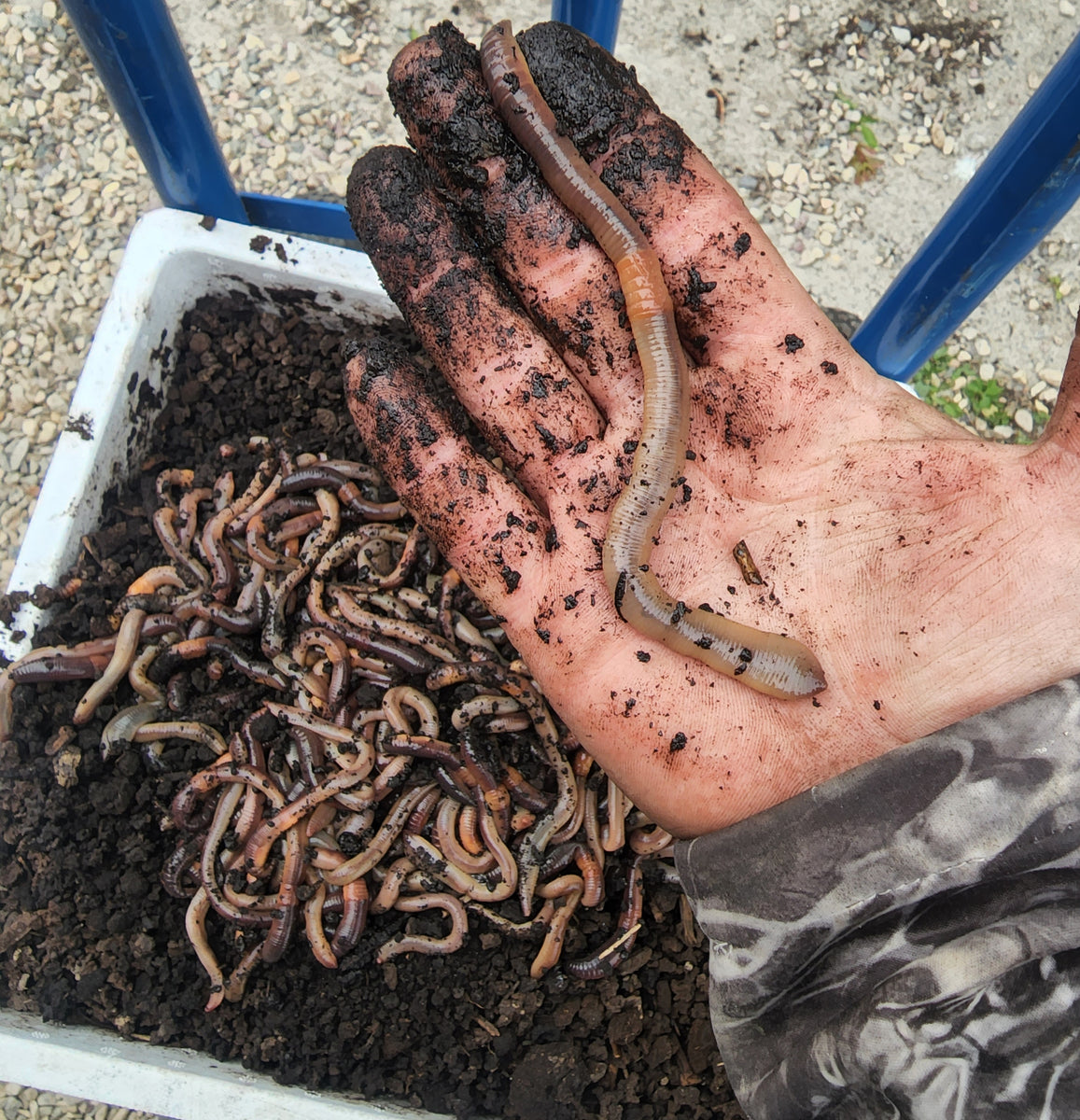 Canadian Night Crawlers - Shipped – Leech Freak Bait & Tackle