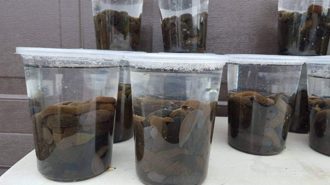 Live Leeches - Shipped USA *Please know your state laws before you ord ...